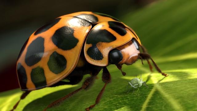 Gardening Australia: Ladybugs in the ecosystem - ABC Education