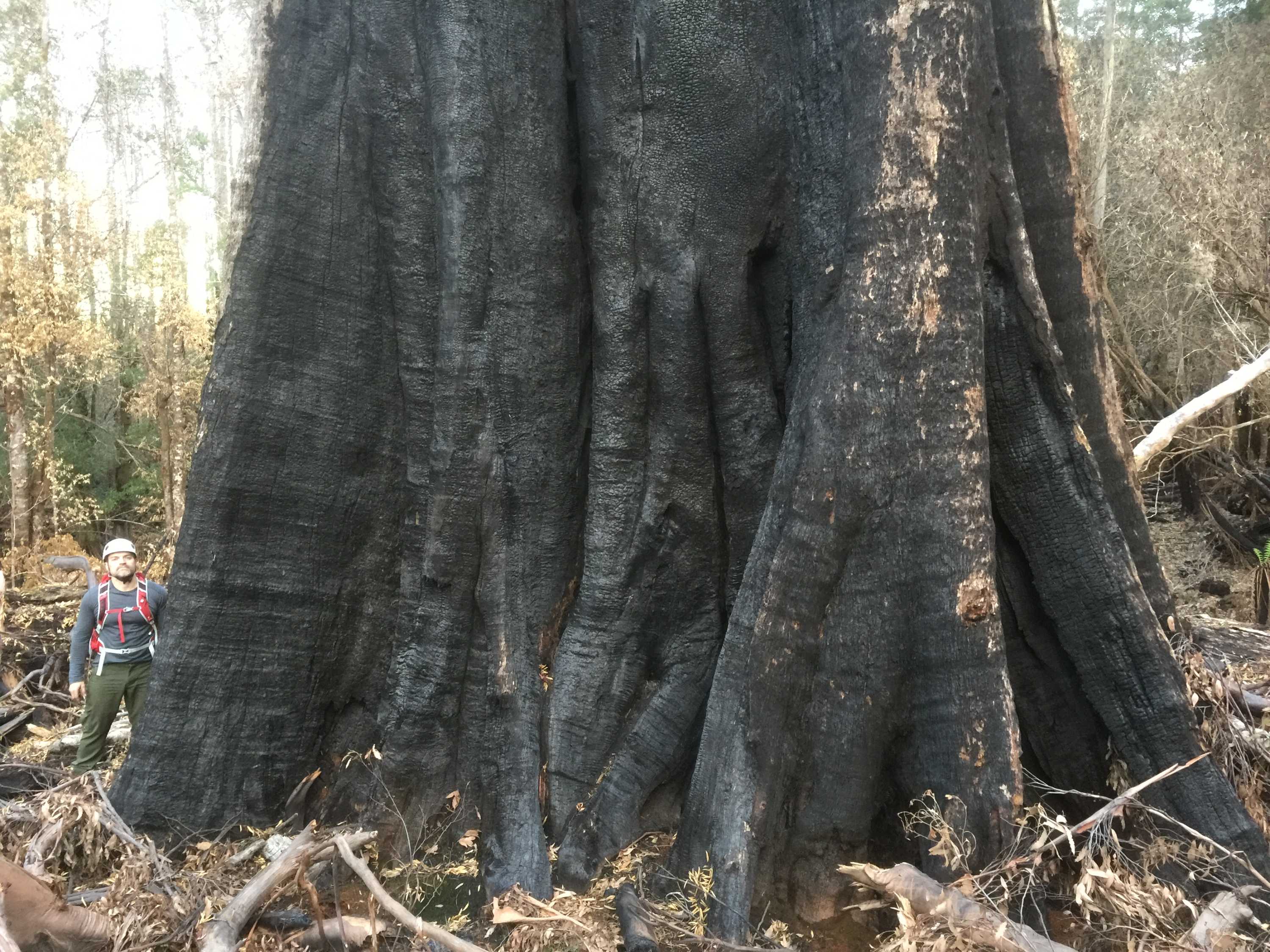 Fifteen of Australia's biggest trees destroyed in Tasmanian bushfire ...
