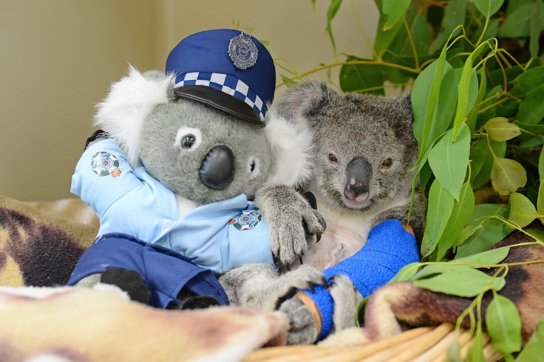 Sunshine Coast road trauma koala recovers after surgery, physio - ABC News