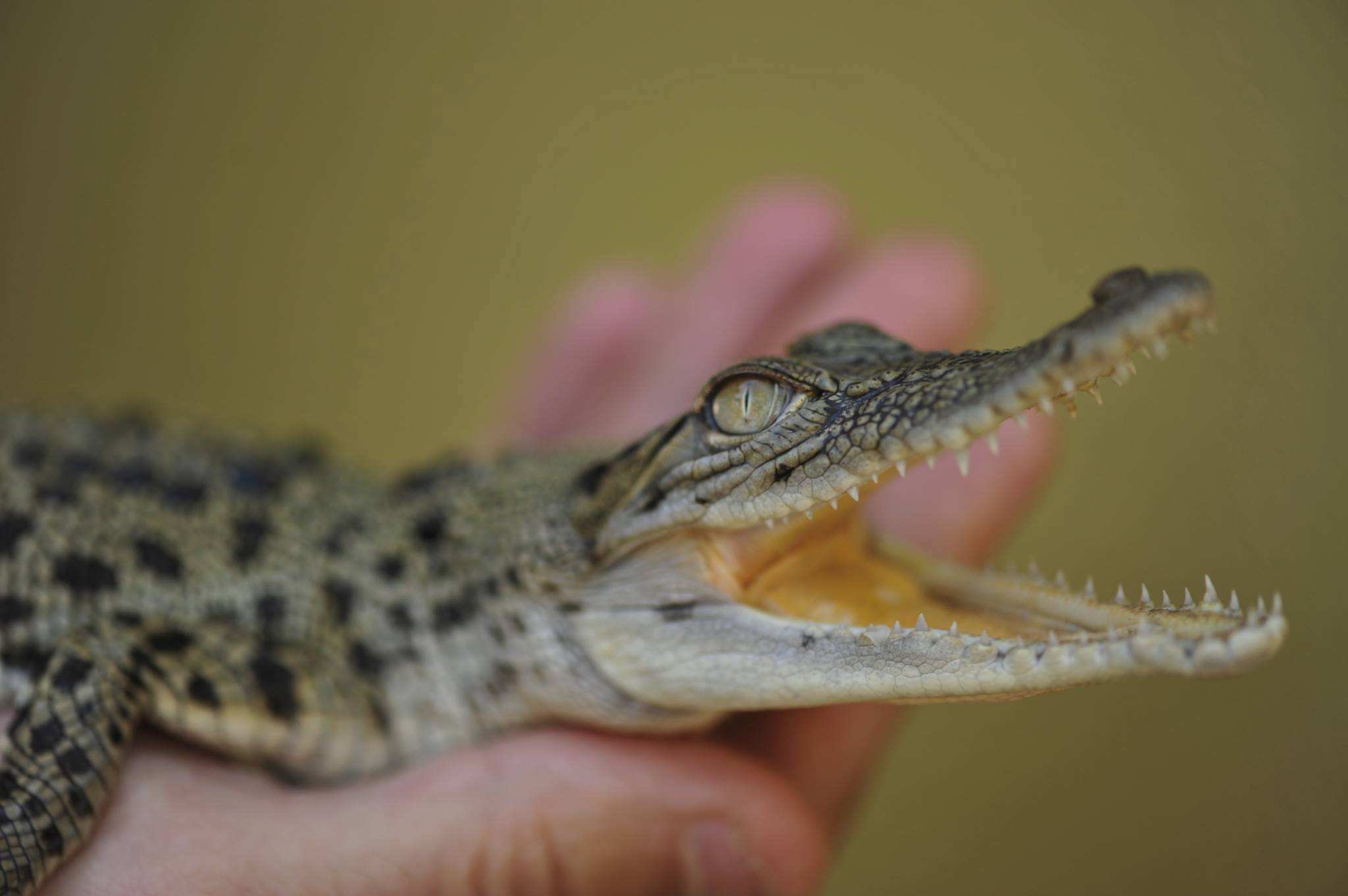 Baby crocs may have been stolen from Proserpine River in north ...