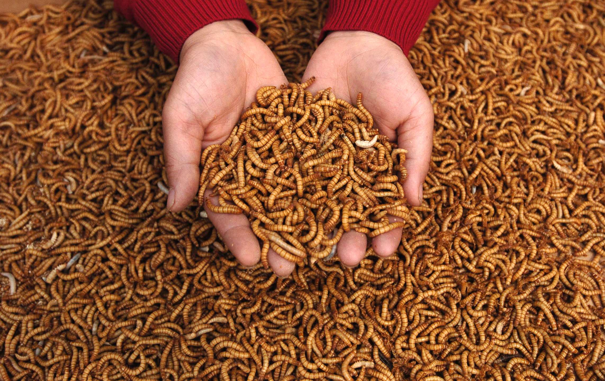 UN report says insects could be food of the future - ABC News