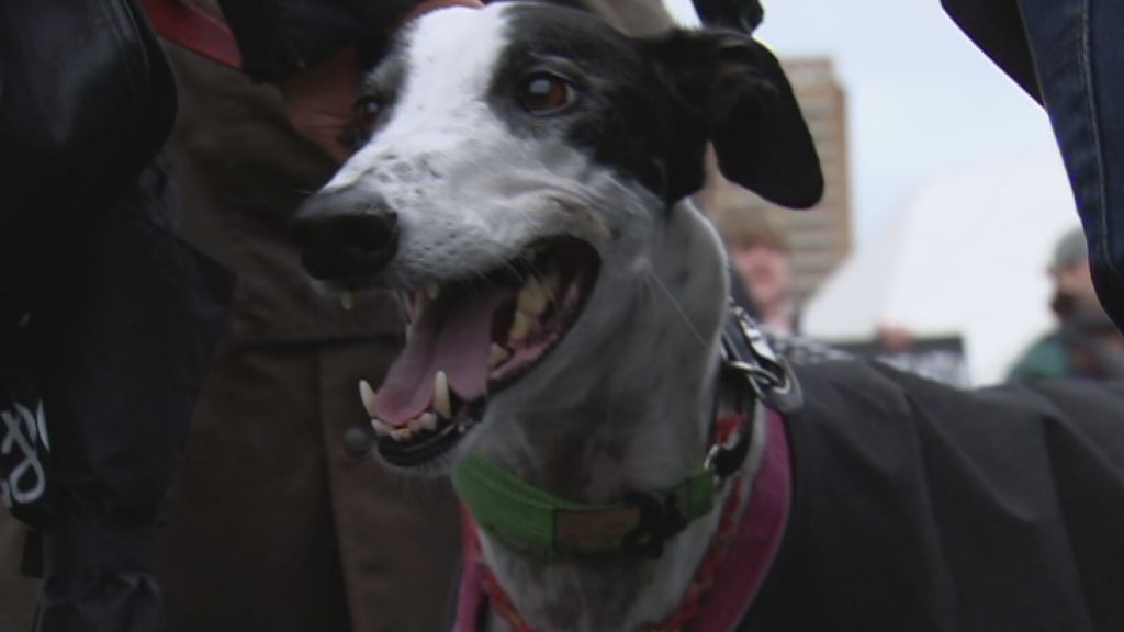 Greyhound racing - ABC News