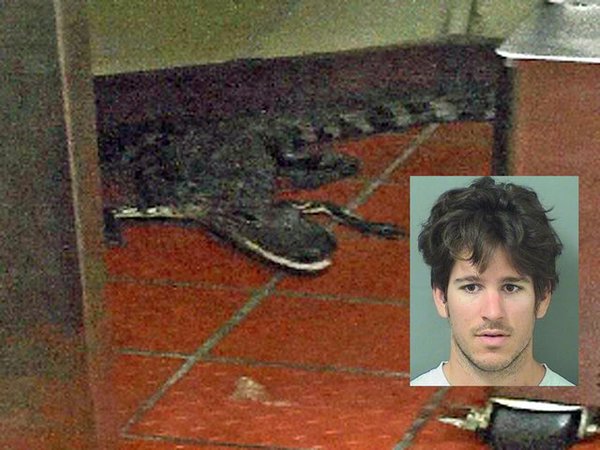 Florida man charged with throwing alligator through Wendy's drive-thru ...