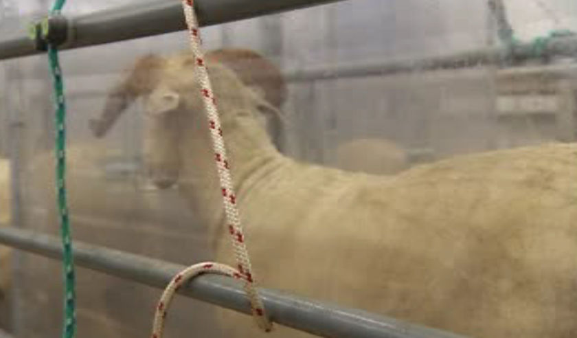 Sheep tested in an attempt to reduce gas - ABC News
