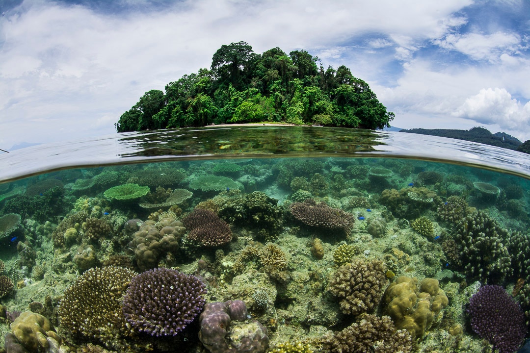 Underwater photos and tropical rainforest videos help bring science and ...