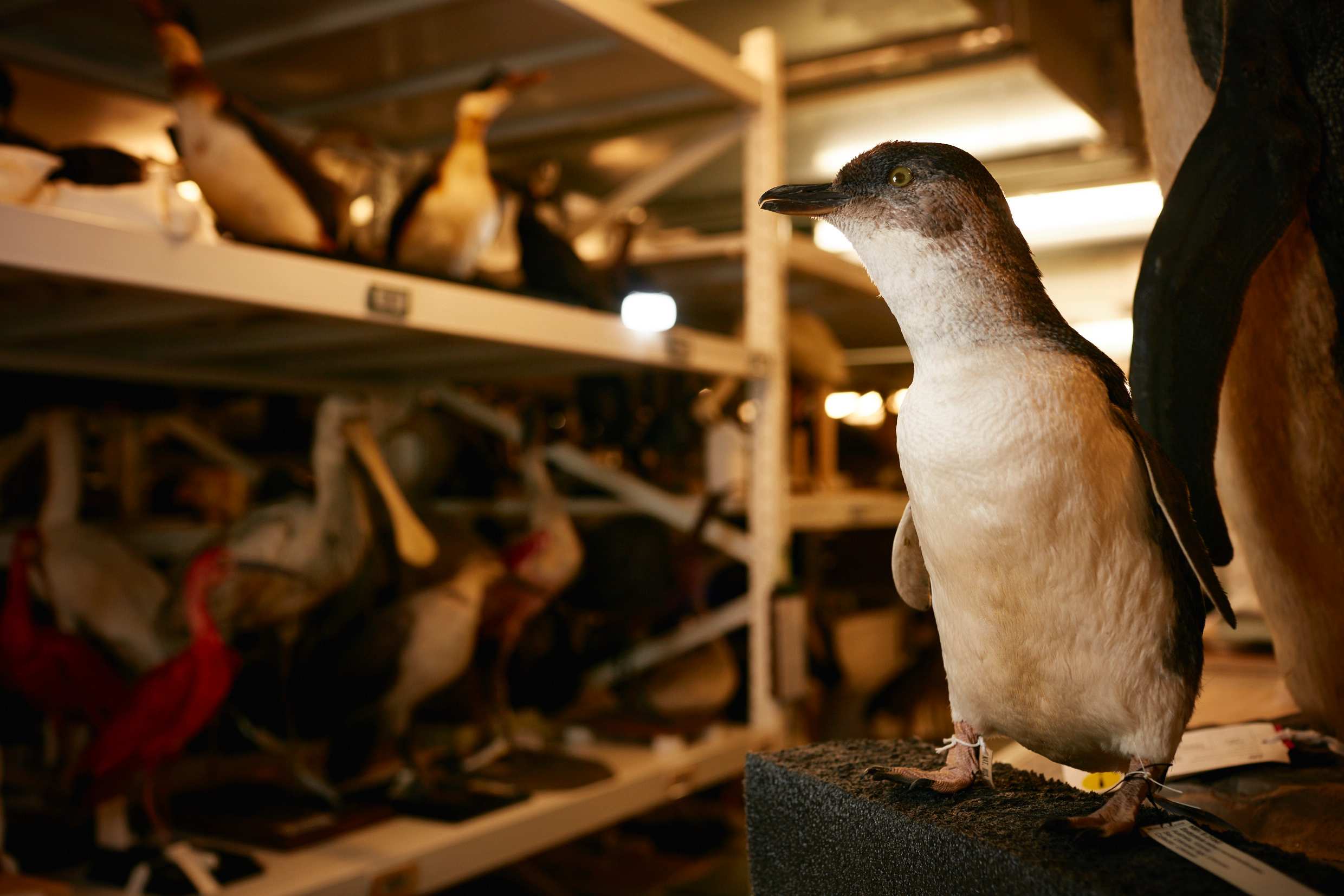 The lost history of Australian penguins - ABC listen