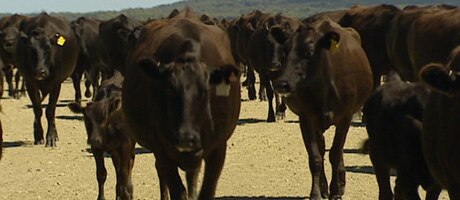 Dubbo saleyards expansion nears approval - ABC News