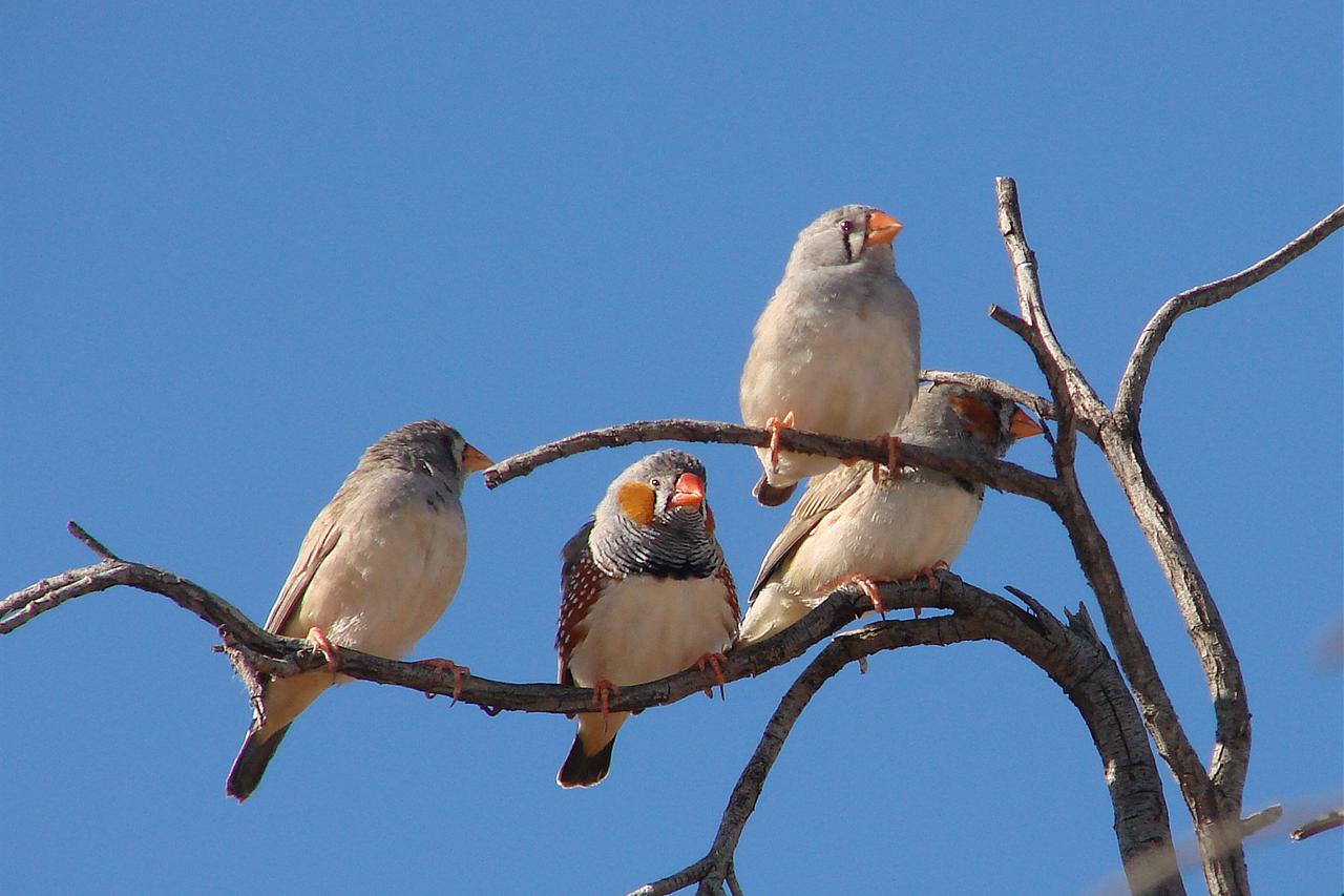 Paroo Darling National Park bursting with life - ABC News