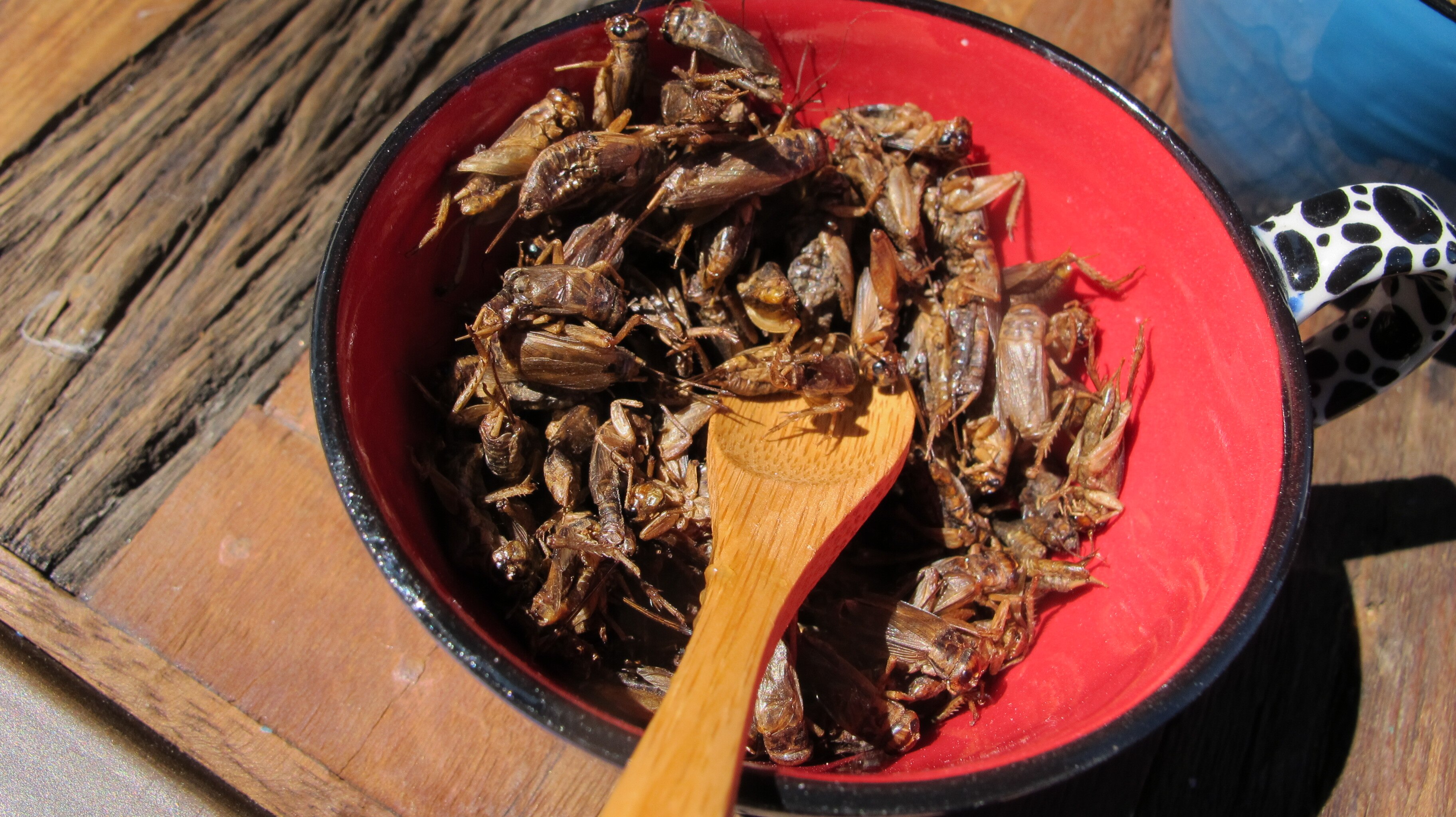 Edible Bugs Bucket List: 25 Insects People Eat Around The World ...