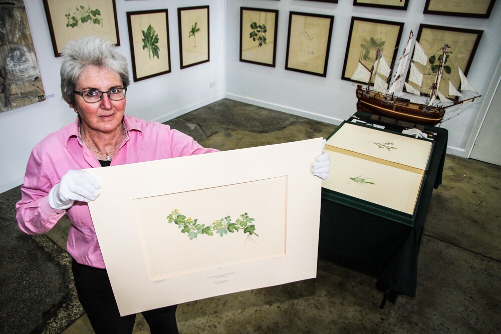 Botanical prints from Captain Cook's first journey to Australia on ...