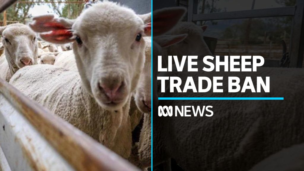 Agriculture Minister meets WA farmers on ending live sheep trade - ABC News