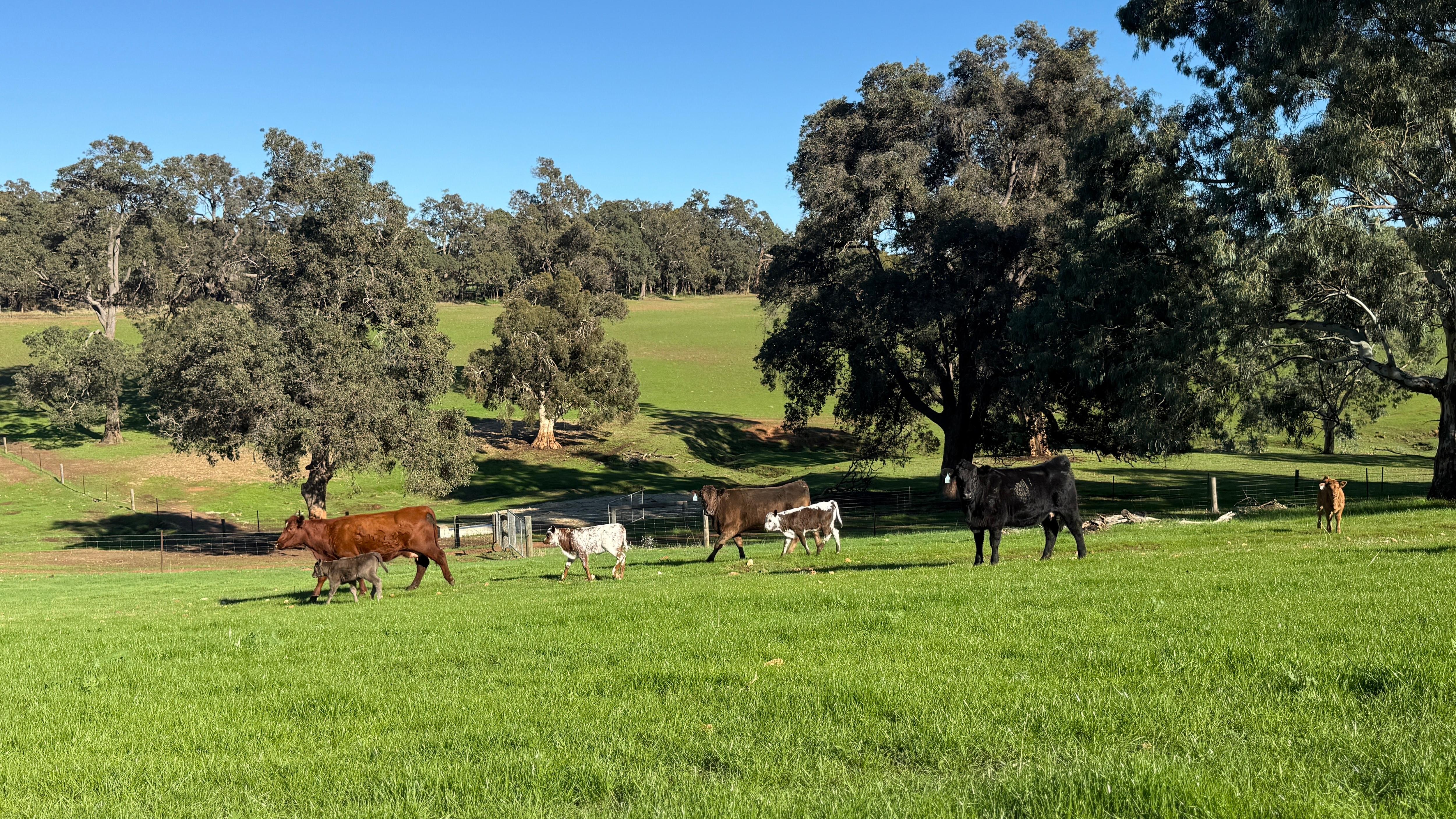 Hardy, 'eco-friendly' Nguni cattle may be a value breed as climate ...