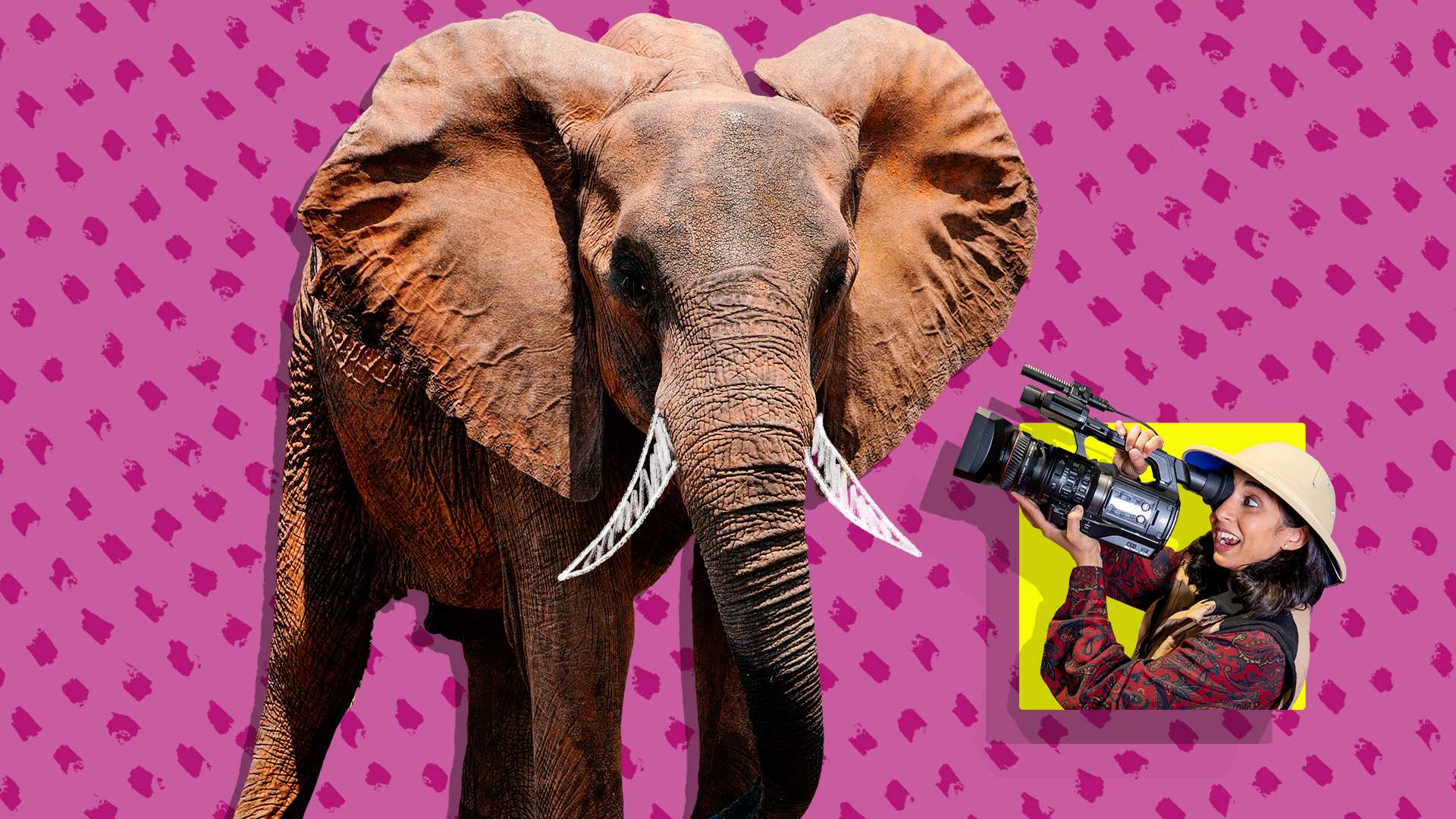 Elephant Evolution - Behind The News