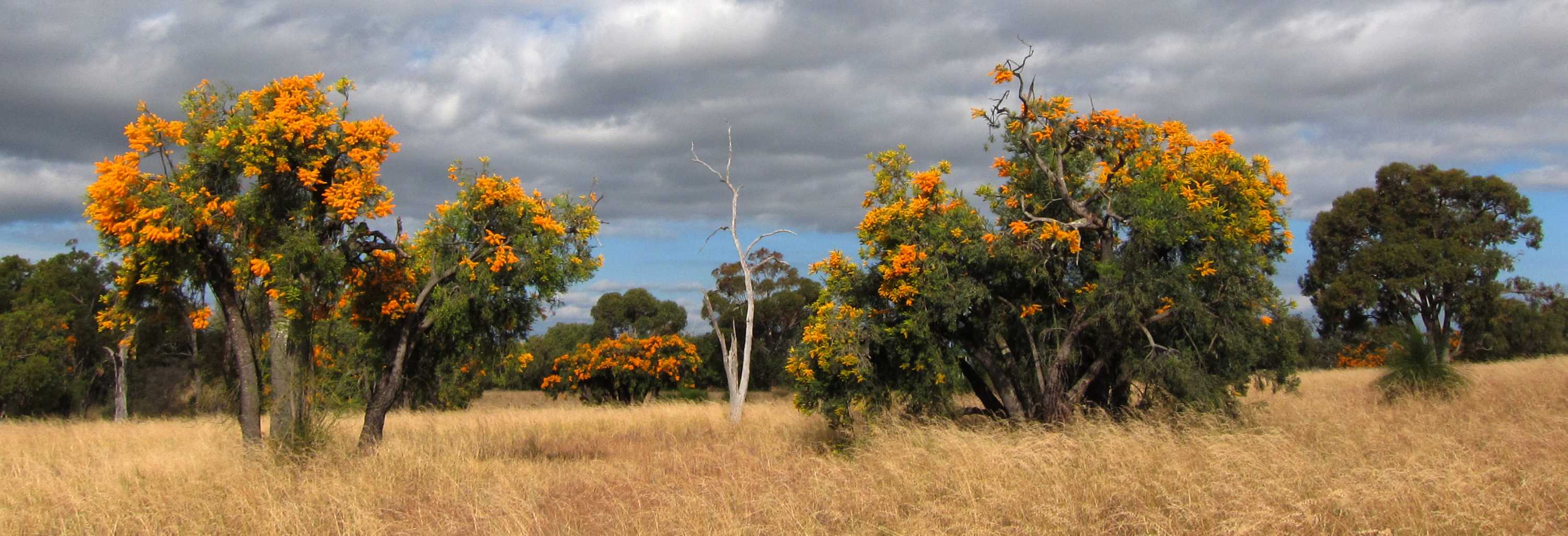 Reptiles emerge as Noongar season of kambarang begins in south-west ...