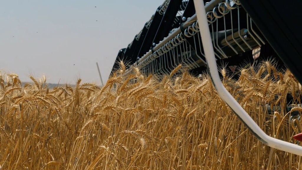 CSIRO will lead a $12.7 million national grain research project. - ABC News