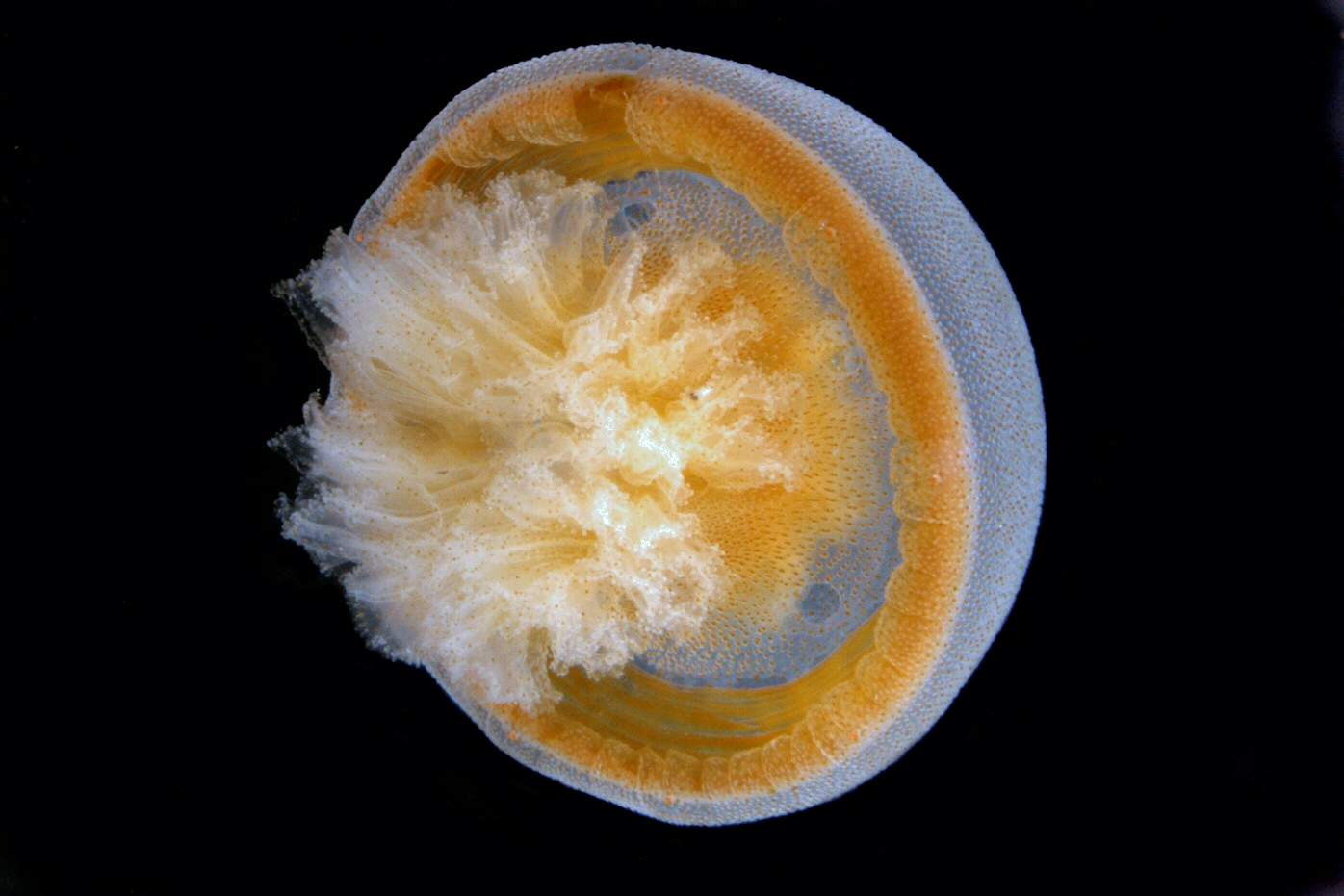 The rise of slime: jellyfish and algae thrive in new oceanic conditions ...