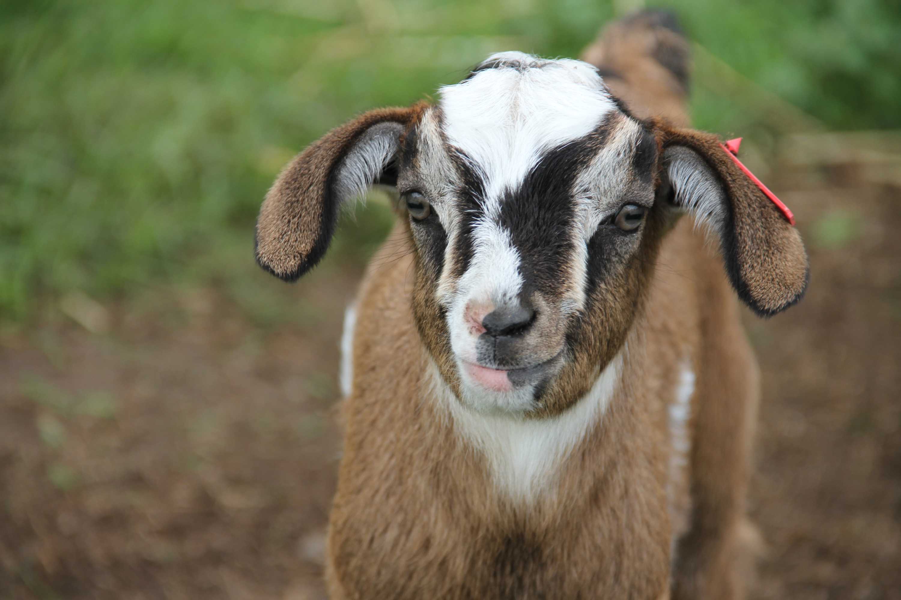 Would you want these adorable miniature goats as pets? - ABC News