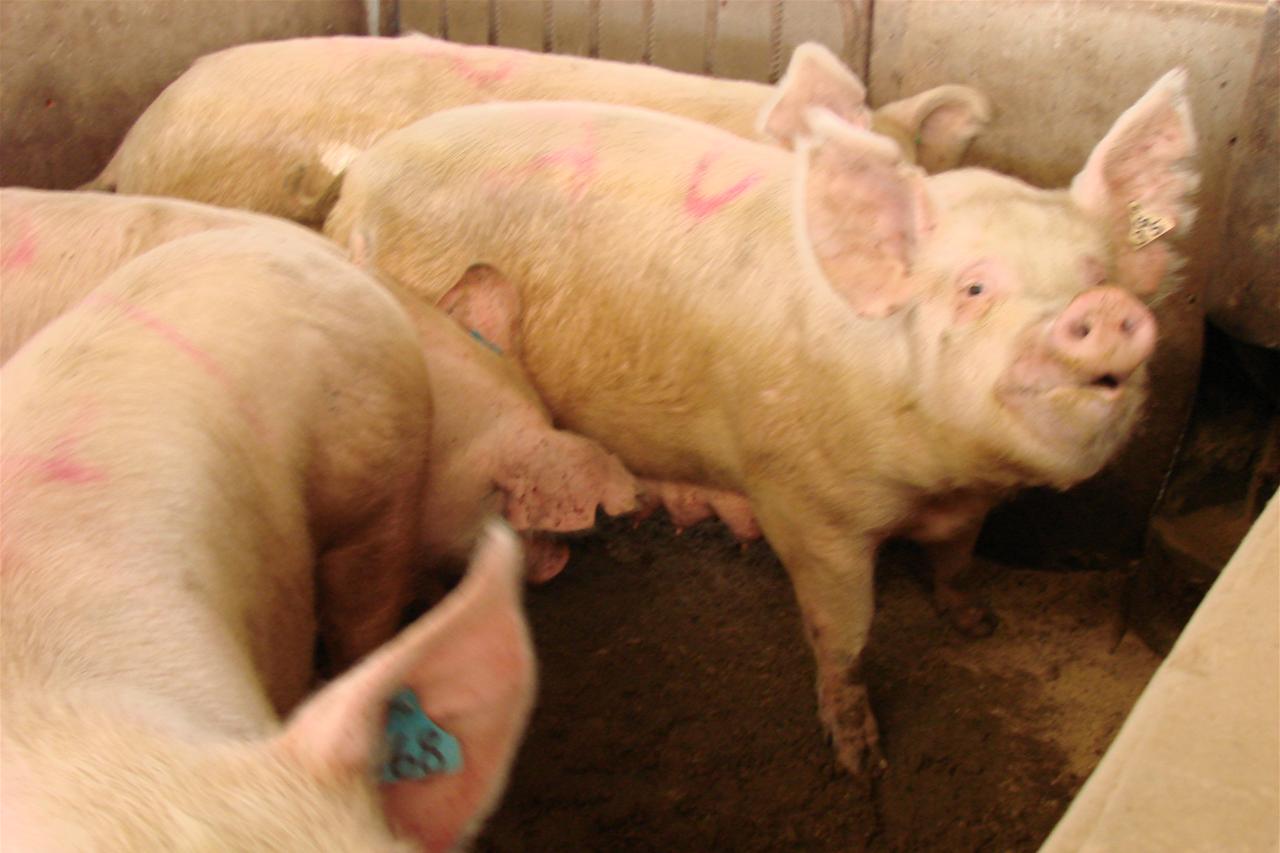 Cruelty charges against state's largest piggery - ABC News