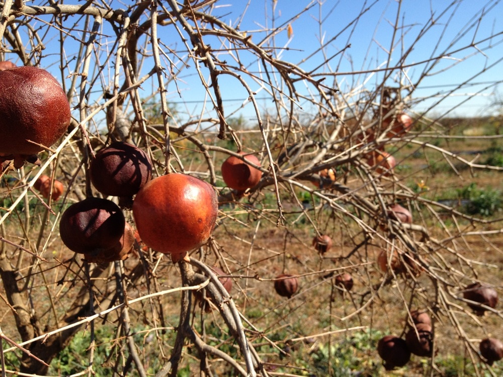 Australia's biggest pomegranate farm calls it a day - ABC News