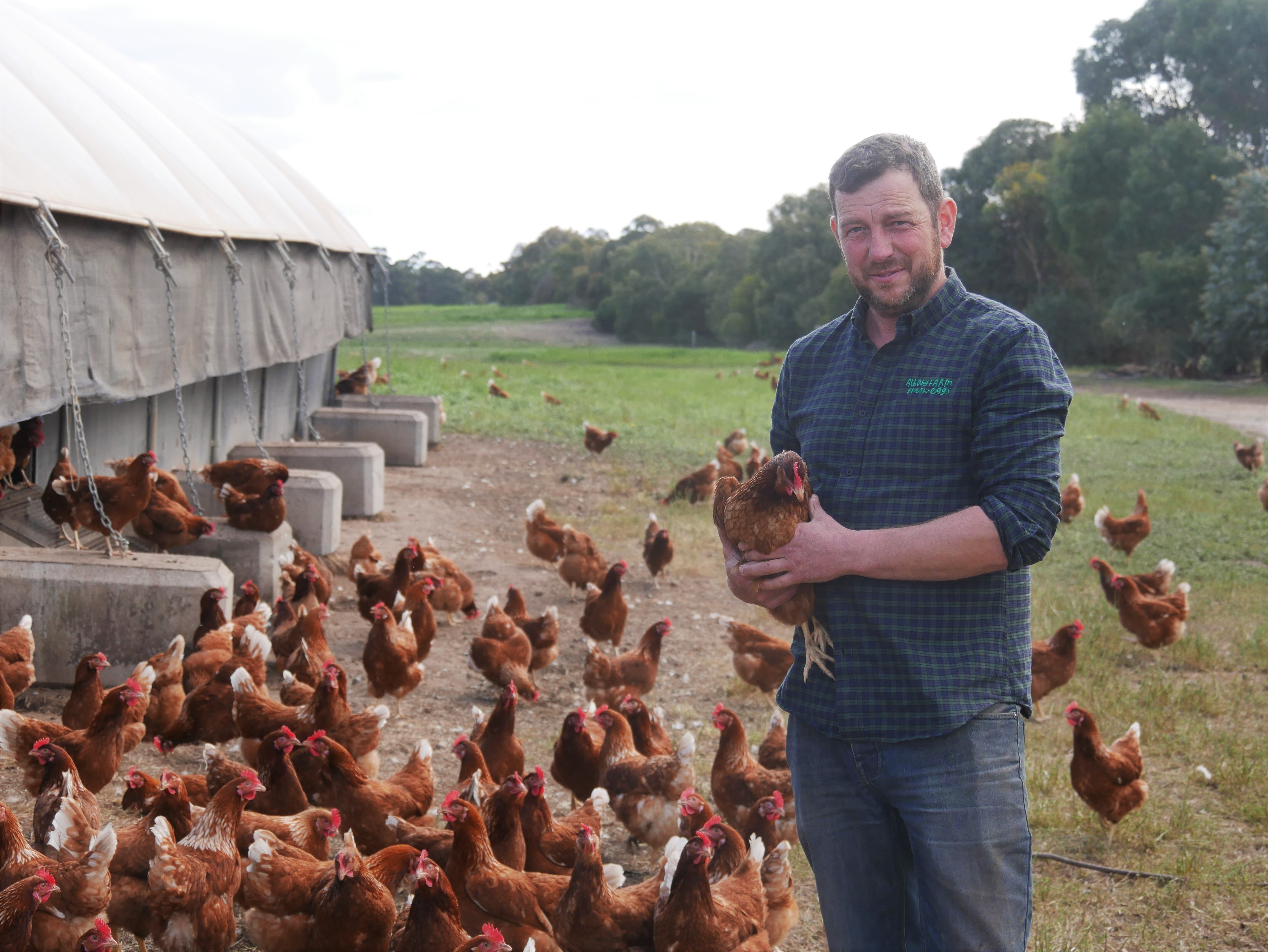 Demand for free-range eggs to outstrip supply as caged eggs phased out ...