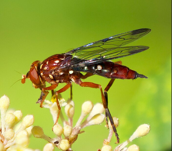 Sixteen insect species photographed for first time by citizen scientist ...