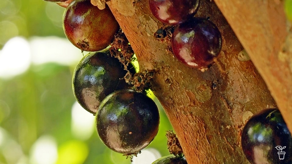 Forest Feast - Gardening Australia