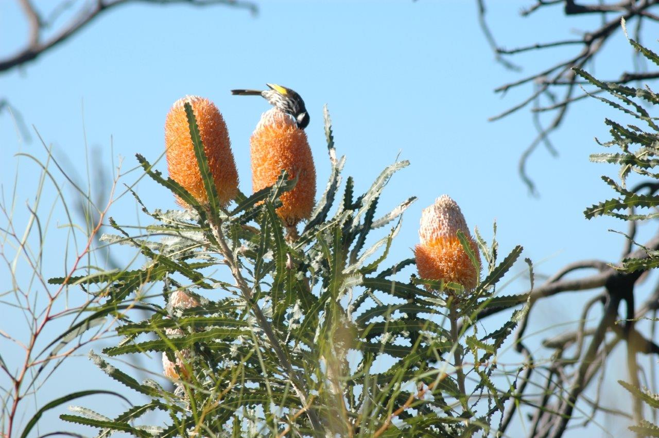 The Noongar season Djeran is here - how can you tell? - ABC listen