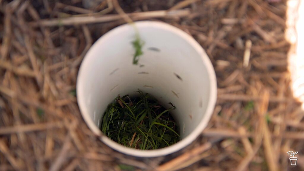 Top Tip | DIY Weed Composter - Gardening Australia