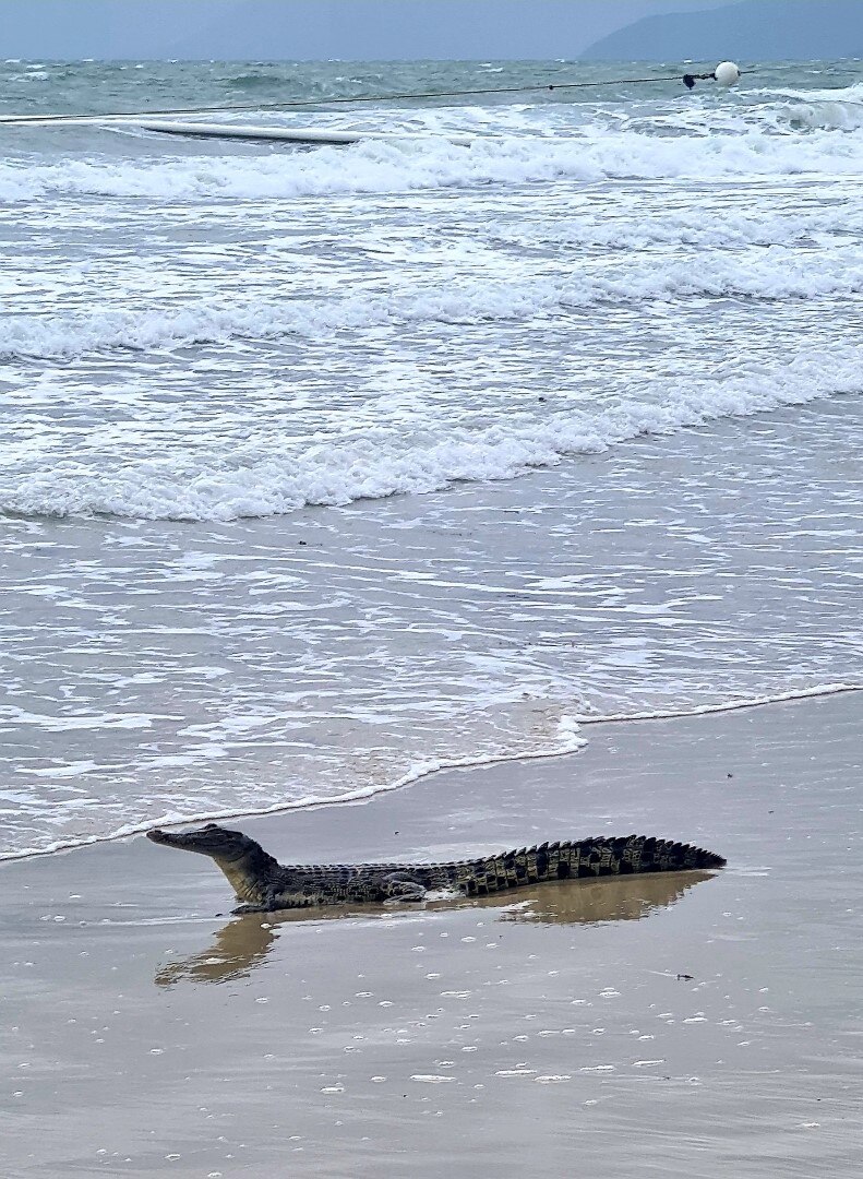 Crocodile sighting forces closure of popular beach in Port Douglas ...