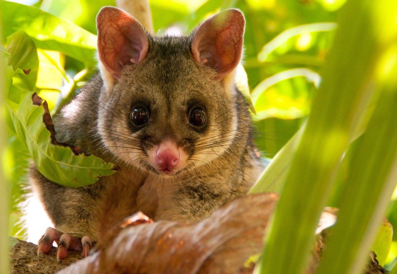 Tasmania Saturdays with Mel Bush - ABC listen