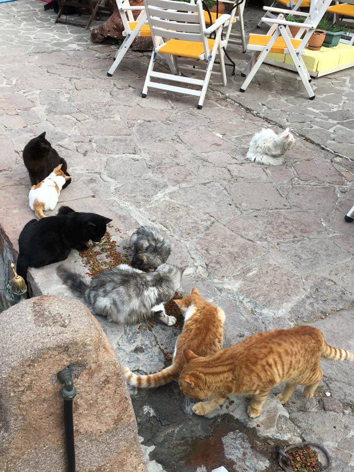 'Refugee cat' Kunkush reunites with Iraqi family after four-month, 4 ...