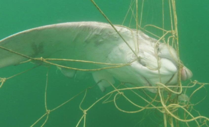 Queensland's shark control program described as 'indiscriminate killing ...