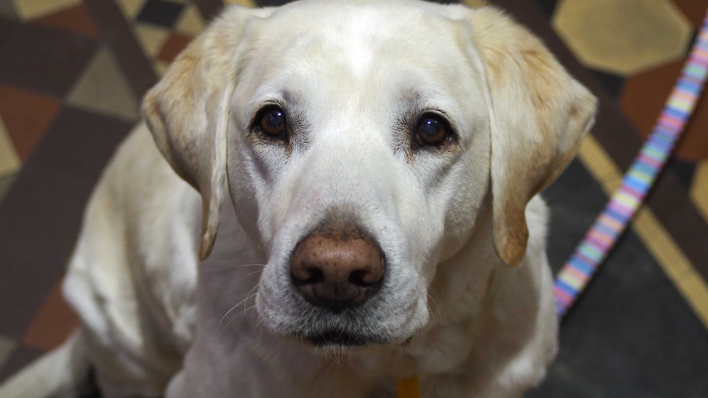 Nixon the retired guide dog proves Labradors can also lead lives of ...