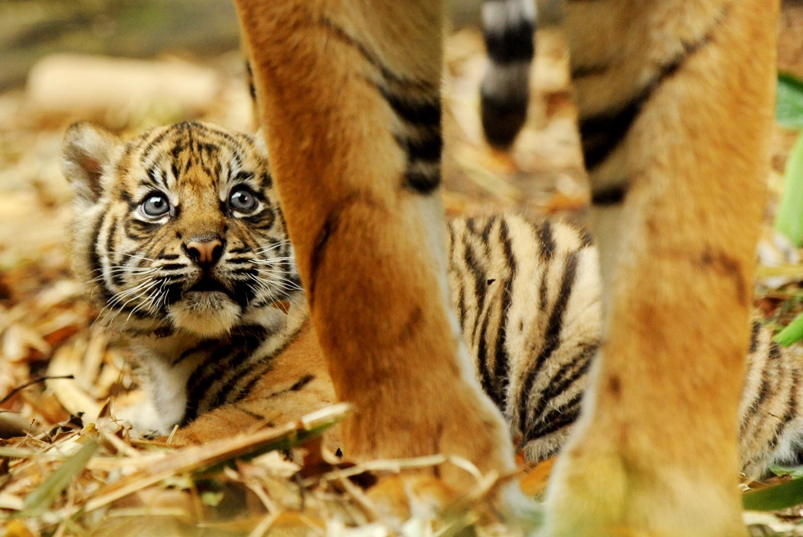 Tiger cubs call Taronga home - ABC News