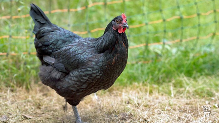 Choosing Backyard Chickens - Gardening Australia