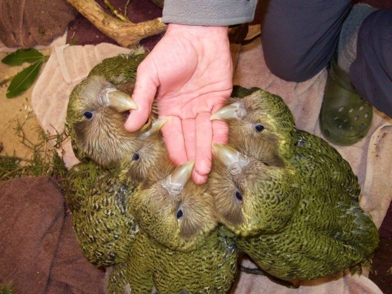 New Zealand kakapos hatching in record numbers, boosting endangered ...