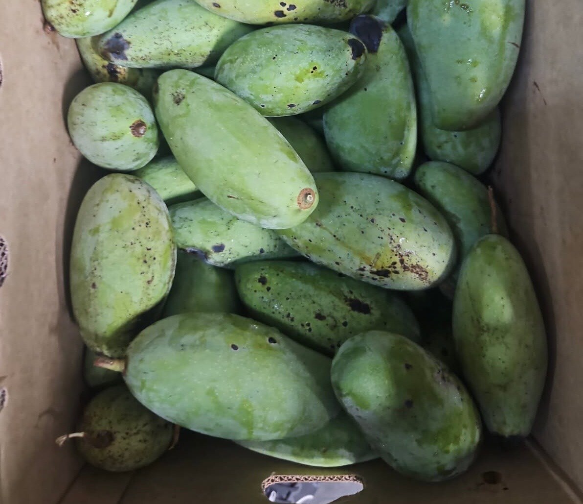New season green mangoes reach Sydney Markets, but NT fruit facing ...
