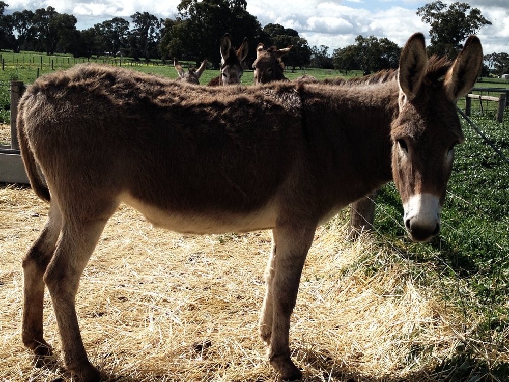 Donkey breeding in South Australia's mid north - ABC News