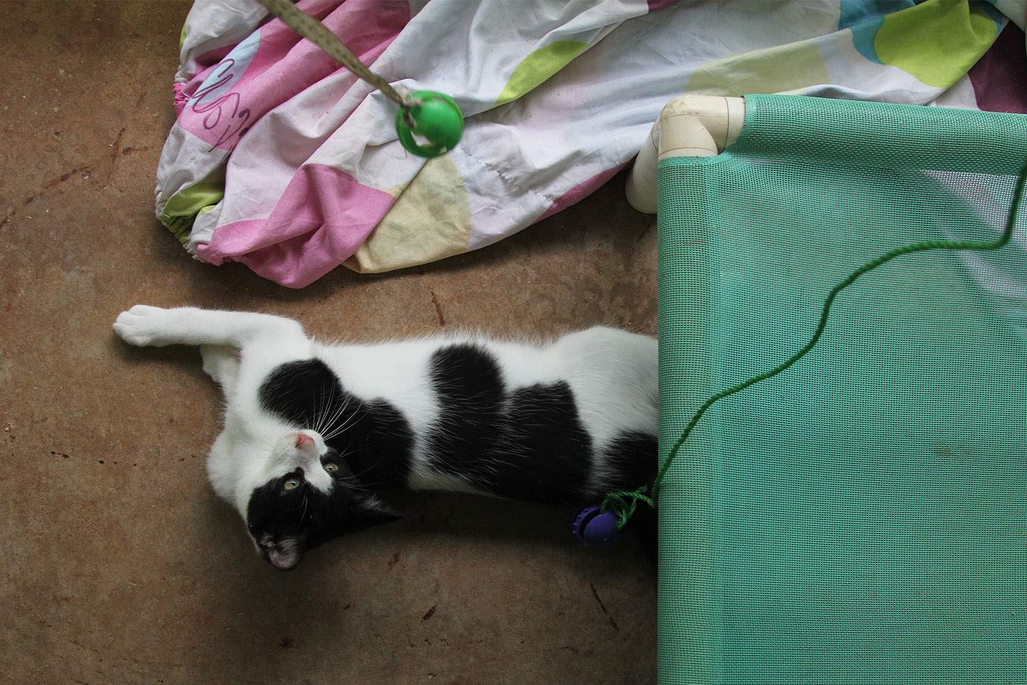 'Drowning in kittens and cats': Feline overload at Darwin animal ...