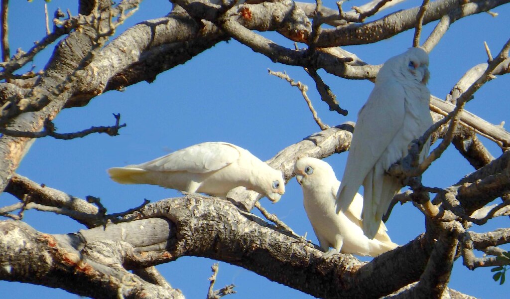 Corella flocks descend on coastal areas as wildlife experts search for ...