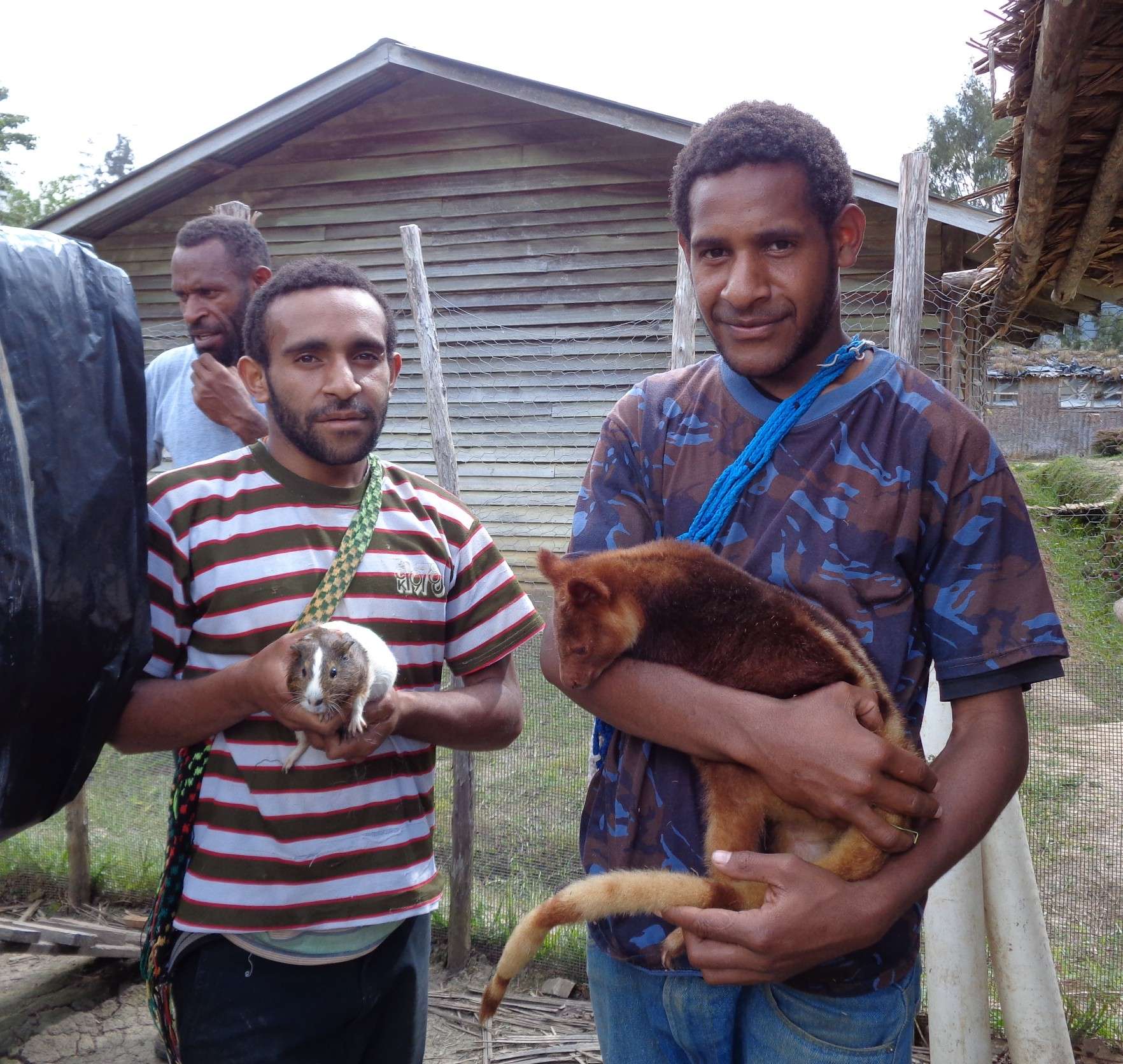 Guinea pig breeding helps Papua New Guinea families, endangered ...