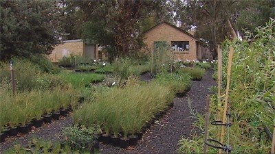 Foreshore Revegetation - Gardening Australia
