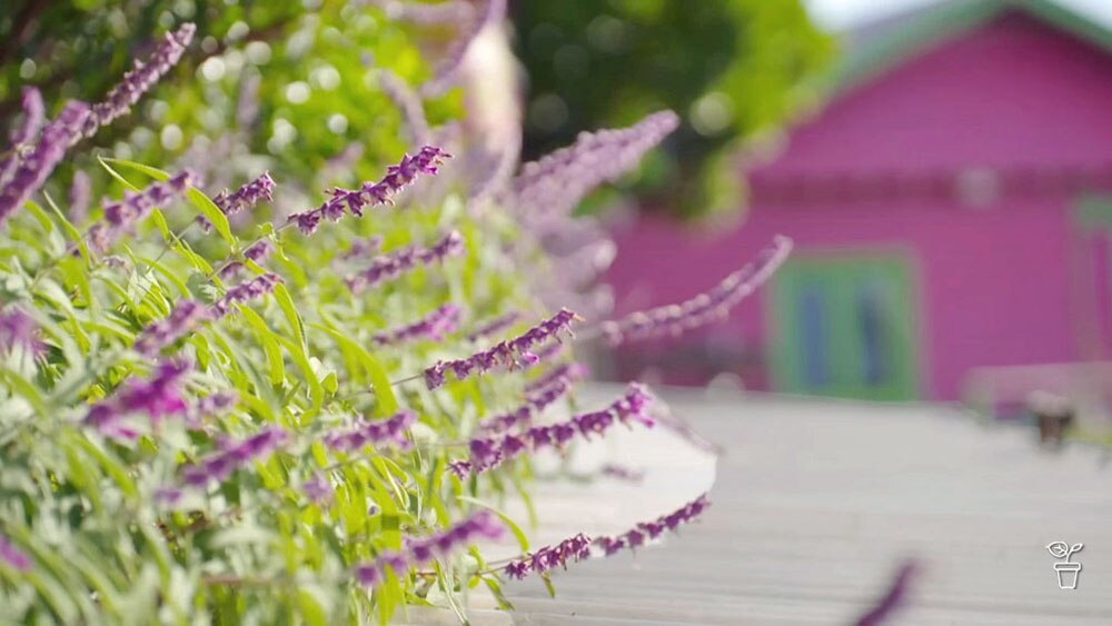Mexican Sage Bush - Gardening Australia
