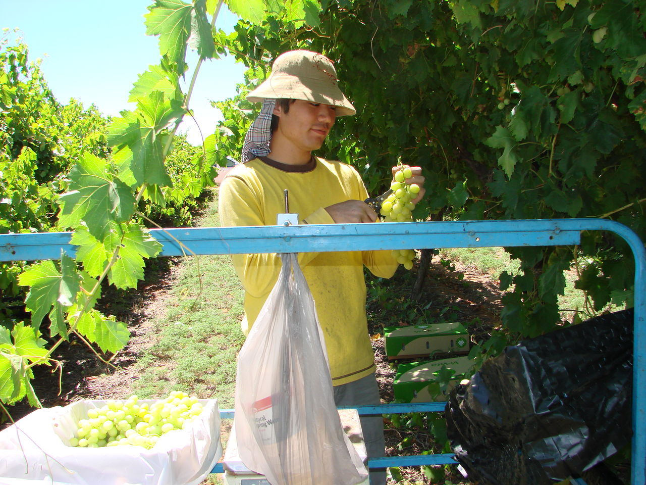 A fruitful harvest for Menindee table grape growers - ABC News