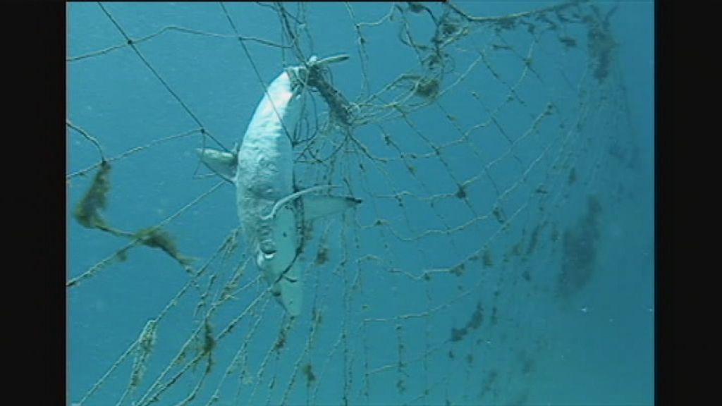 Conservationists want an end to Qld shark nets - ABC News