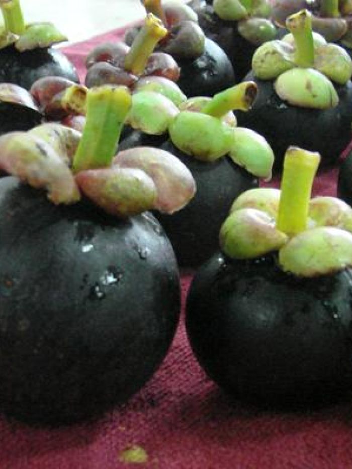 A tropical fruit could help tackle a devastating mental illness - ABC ...