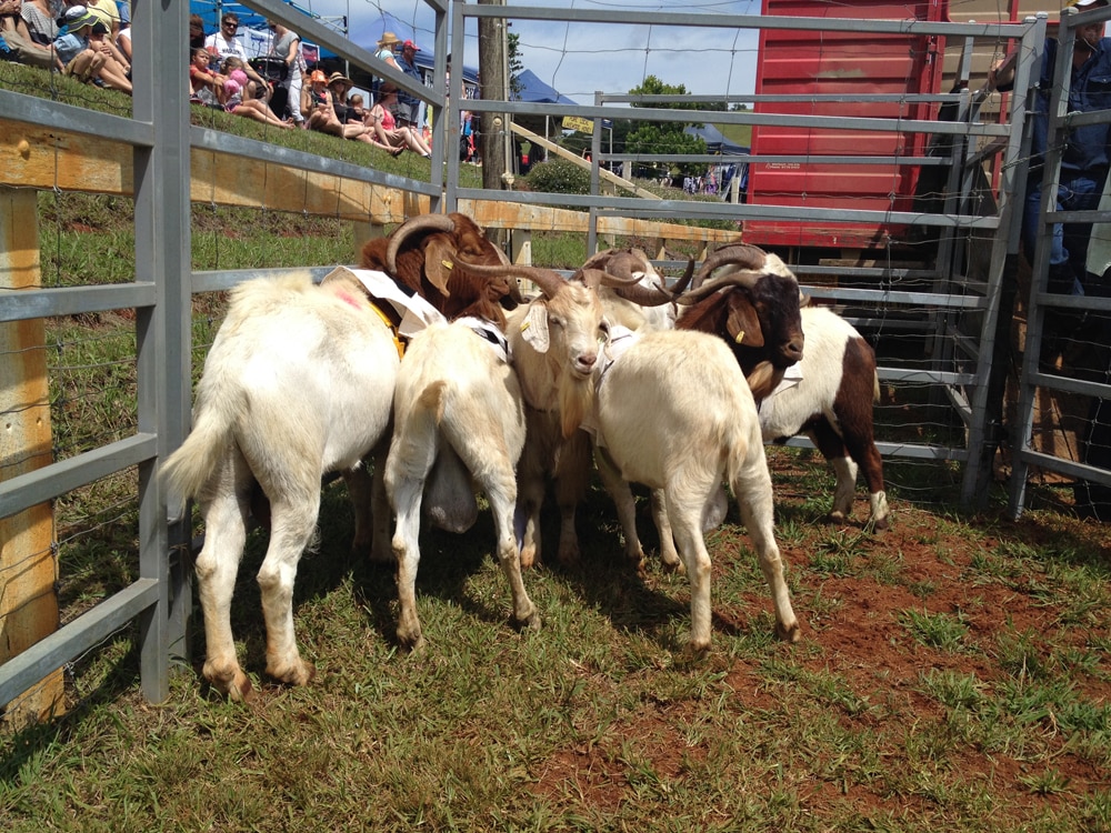 Feral goat races save the annual Comboyne Show - ABC News