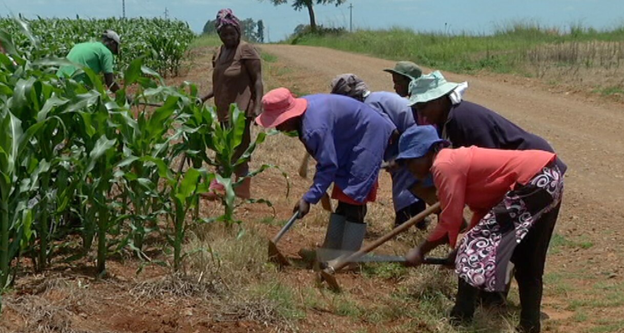 Zimbabwe's exiled farmers urged to return home as agricultural industry ...