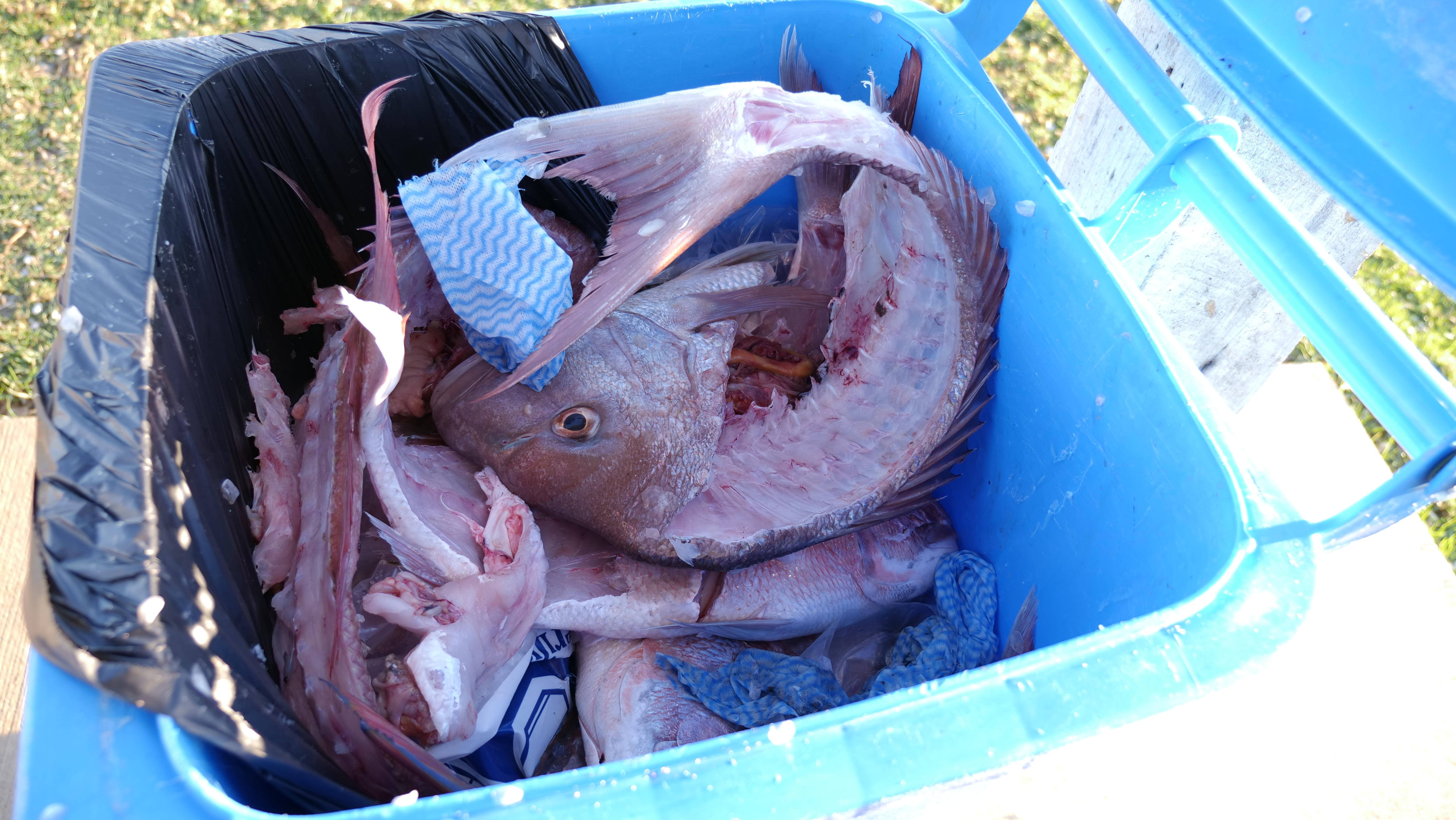 For fishers, pink snapper are jewels of the ocean but there are fears ...