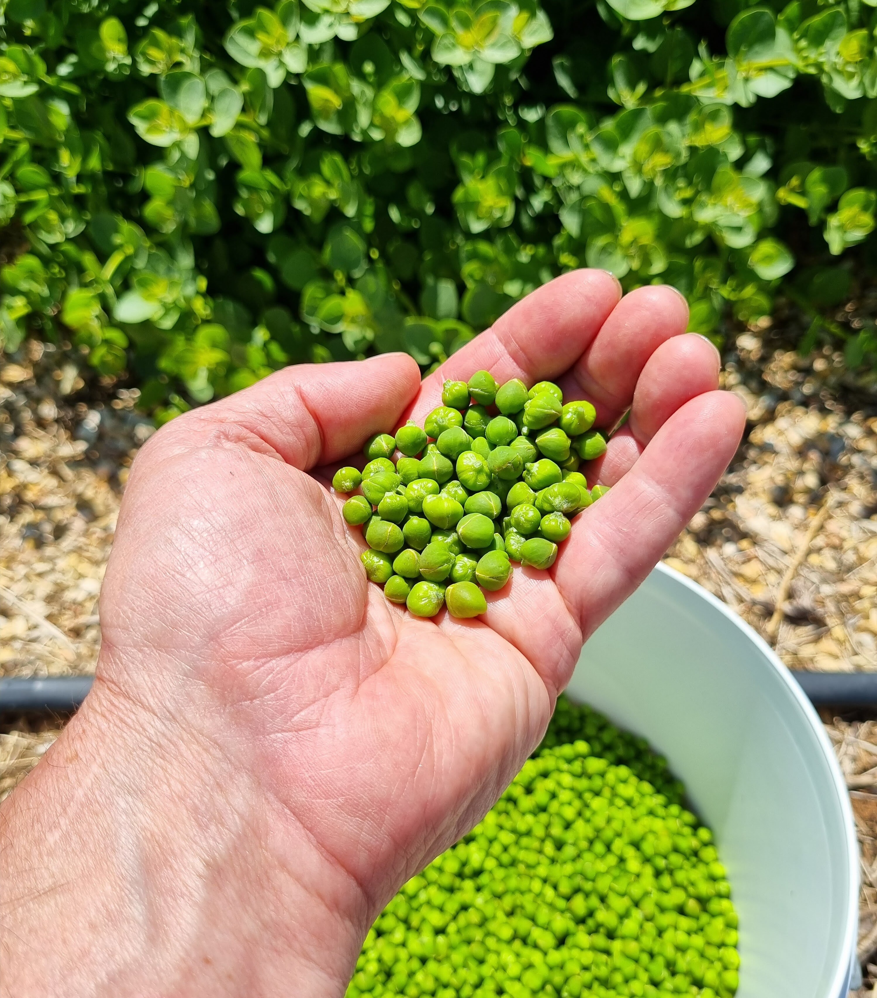 Australian caper farmers selling hard-won harvest to restaurants, home ...